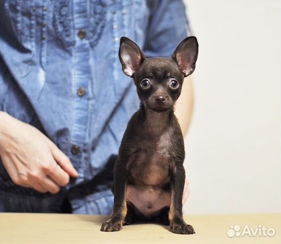 Щенок тойчик