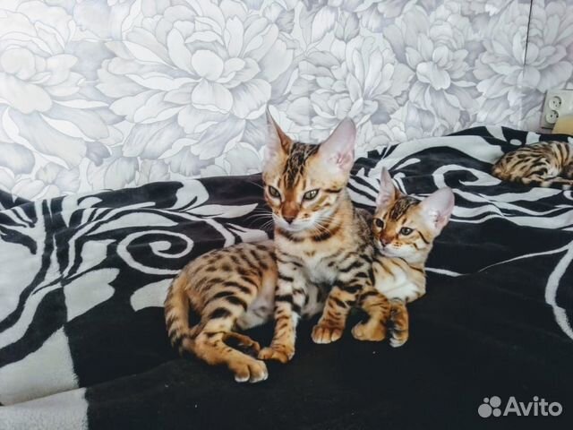 Бенгальские котятки