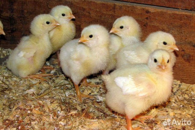 Индюшата 3х-суточные и 30дневные