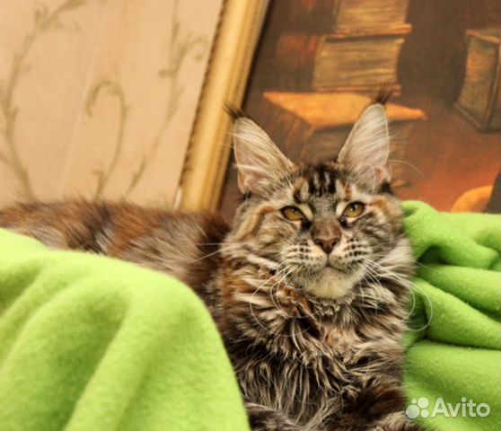 Очень крупная кошечка