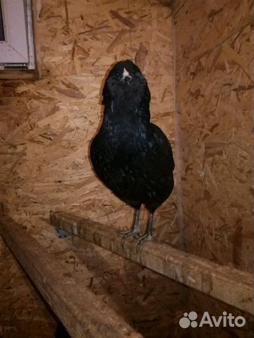 Амераукана