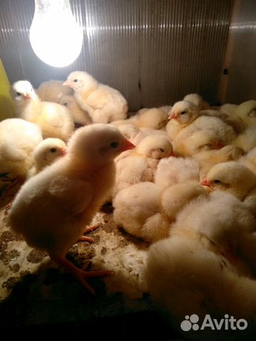 Бролер кобб 700 подрощенный