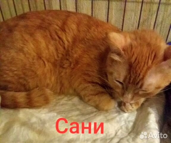 Рыжее счастье