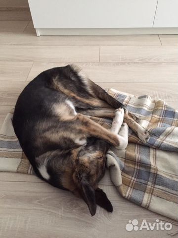 Собакет в добрые руки