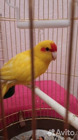 Попугай какарик