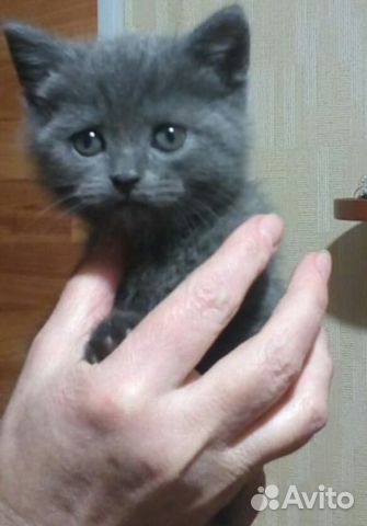 Серый дымчатый котенок ищет дом