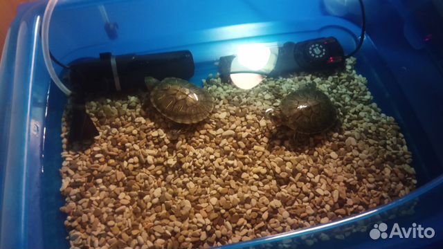 2 красноухие черепахи