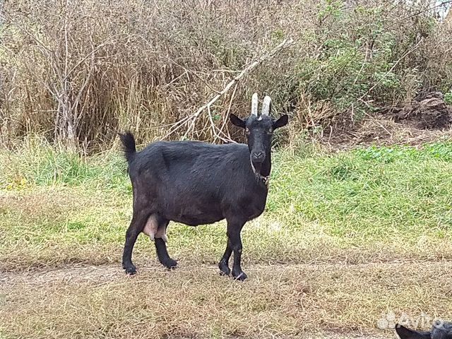 Продам козу и козачку