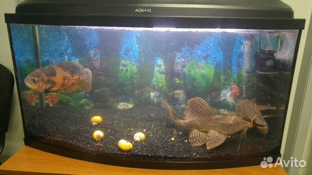 Сом парчовый 30 и 25 см