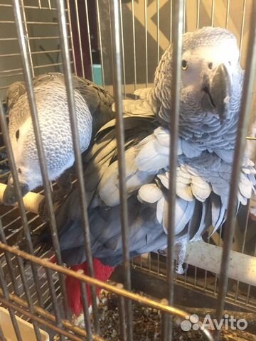 Разводная пара попугаев
