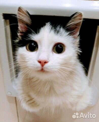 Котенок в дар:) белое волшебное котооблачко:)