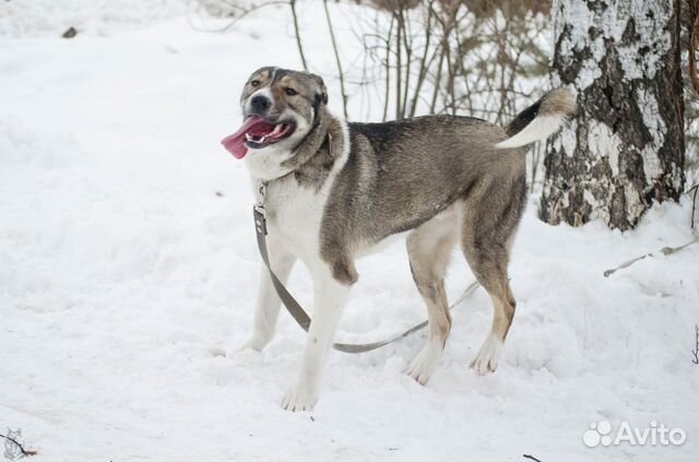 Джоник ищет дом