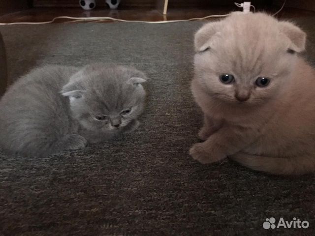 Котята