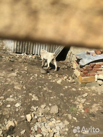 Сучка В добрые руки Алабай