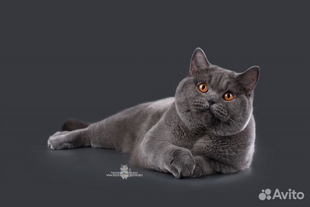 Вязка с британским котом