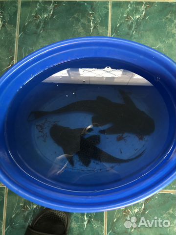 Плекостомус