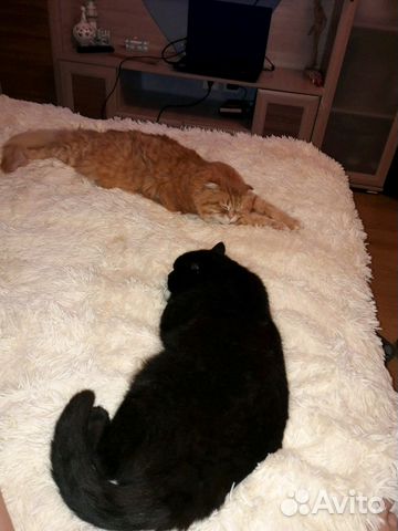 Отдам котов в добрые руки