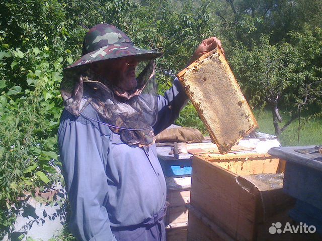Пчелосемьи на "Рутовских рамках"