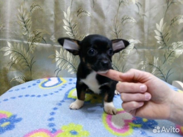 Чихуахуа метисы