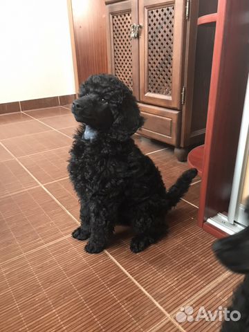 Пудель малый кобель
