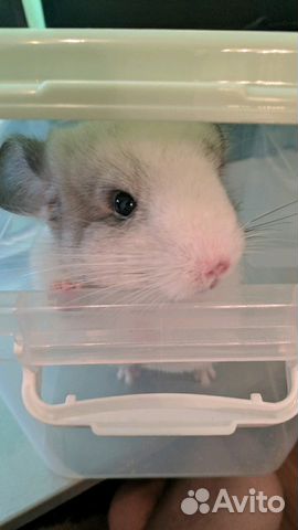 Шиншилла белый Вильсон(+клетка), 4 месяца, девочка