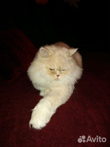 Персидский кот