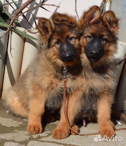 Зонарно-рыжая овчарка