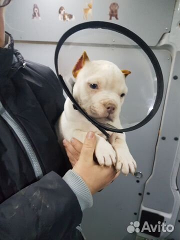 5 щенков Американского Булли, покеты, 4 месяца