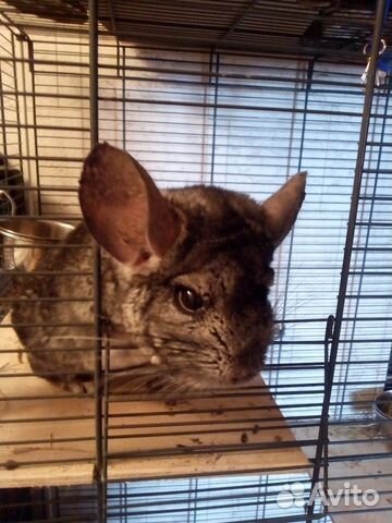 Шиншилла самец