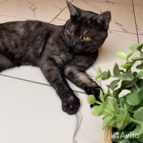 Британский кот