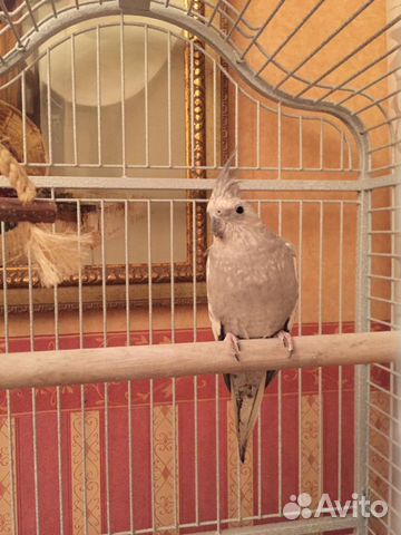 Отдам в хорошие руки двух корелл