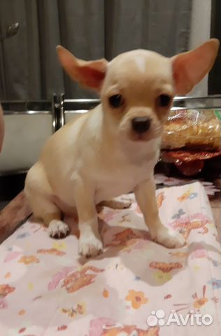 Чишки ребятишки