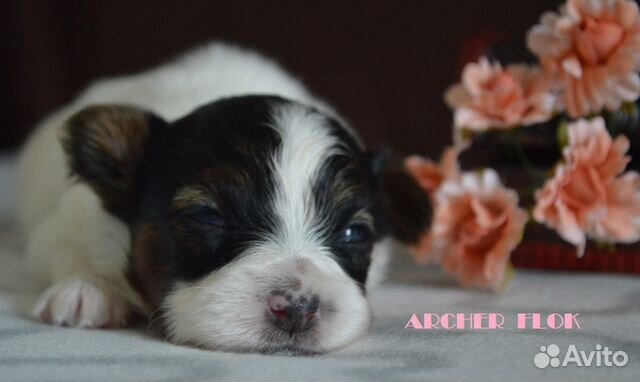 Малыши папийоны