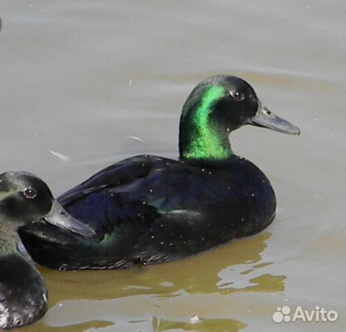 Изумрудные утки, куры бентамки