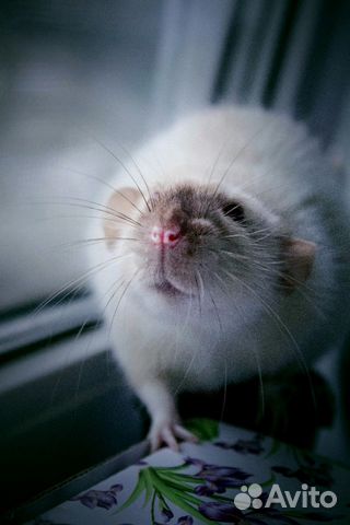 Крысеныш дамбо с клеткой