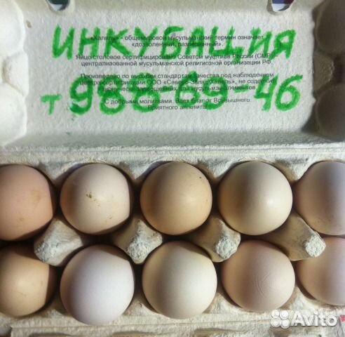 Инкубационное яйцо юрловские голосистые