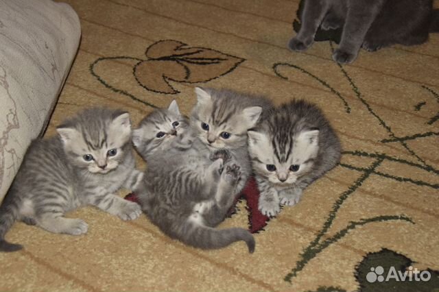 Британские котята