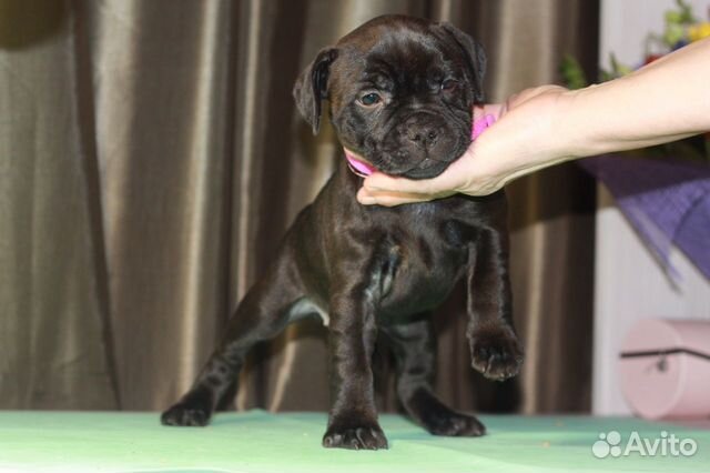 Девочка стаффбуля