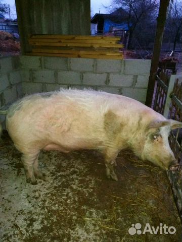 Хряк кастрированный