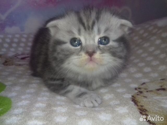 Плюшевая красавица