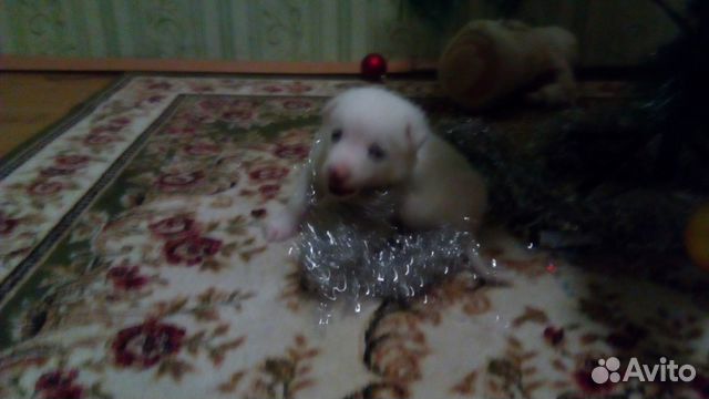 Отдам собаку-сука,в очень добрые ручки