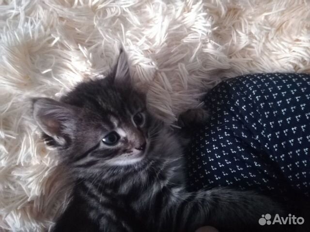 Отдам в добрые и забтливые руки плюшевых красавцев
