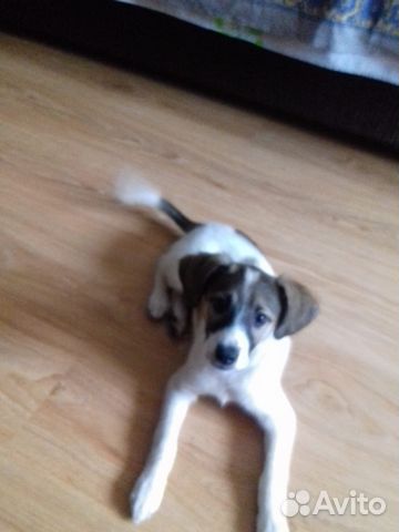 Продаётся добрый игривый щенок 4 мес, в связи с те