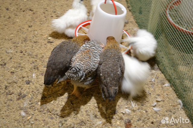 Цыплята билефельдера