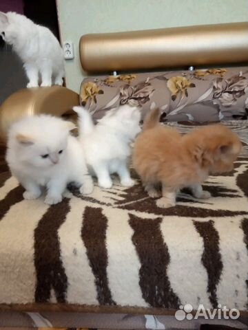 Персидские котята