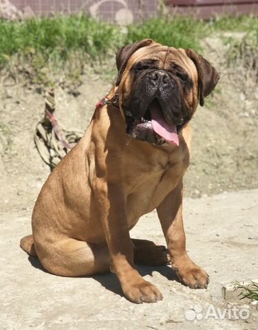 Бульмастиф
