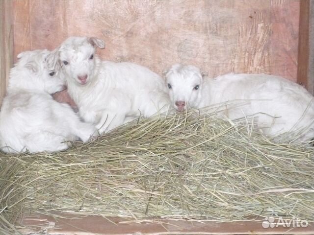 Козлята зааненские и ламанча