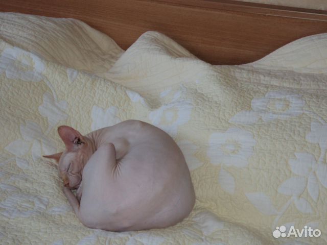 Жду невесту