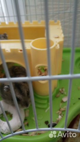 Хомячки,джингарики