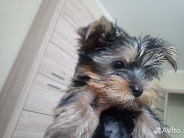 Красотулька йорк